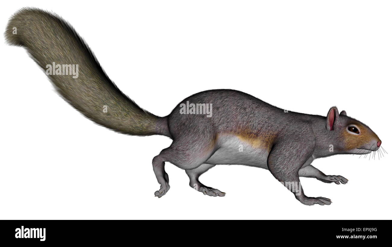 Squirrel running isolated in white background - 3D render Stock Photo ...