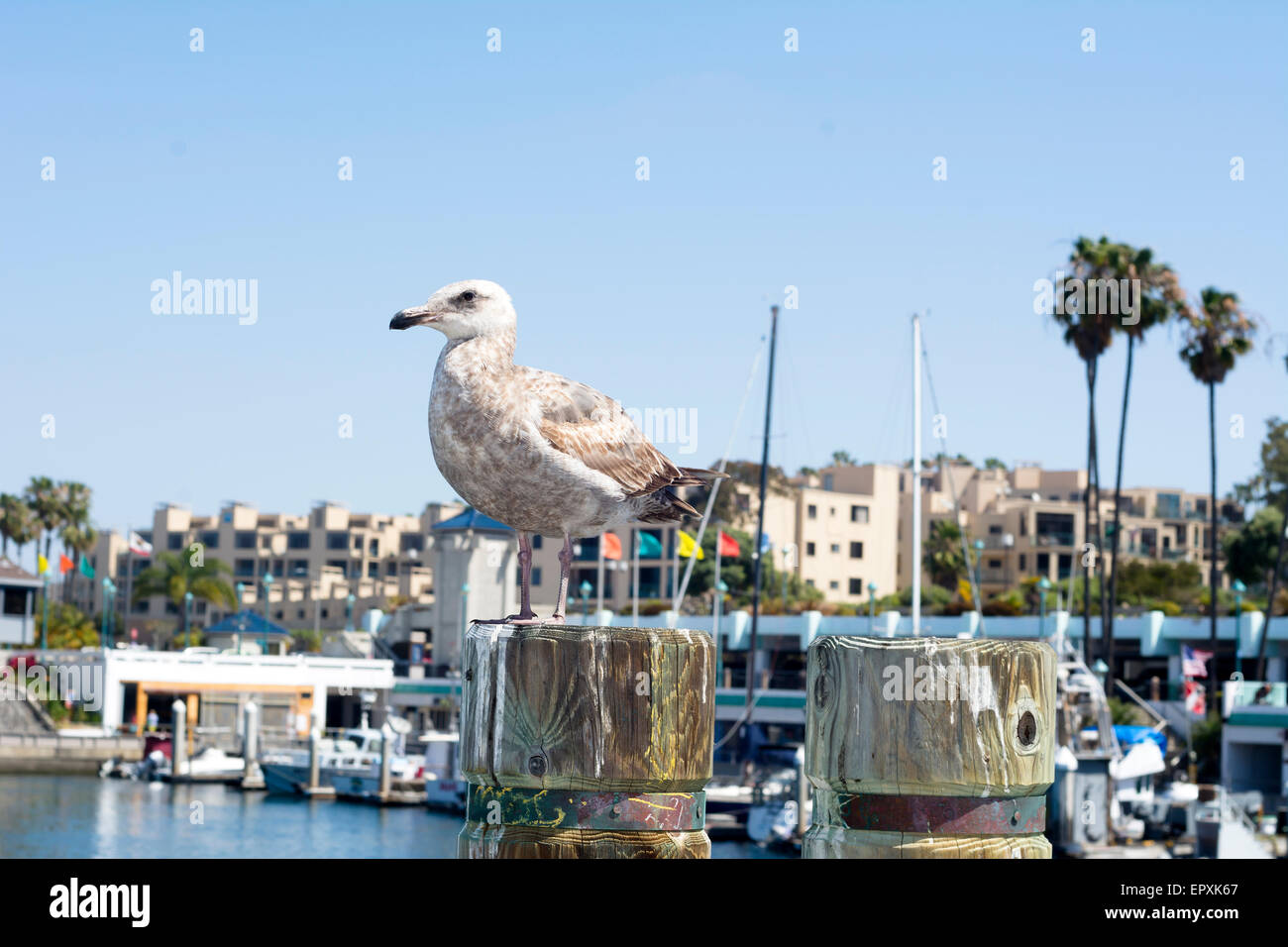 Seagull bird seabird standing hi-res stock photography and images - Alamy