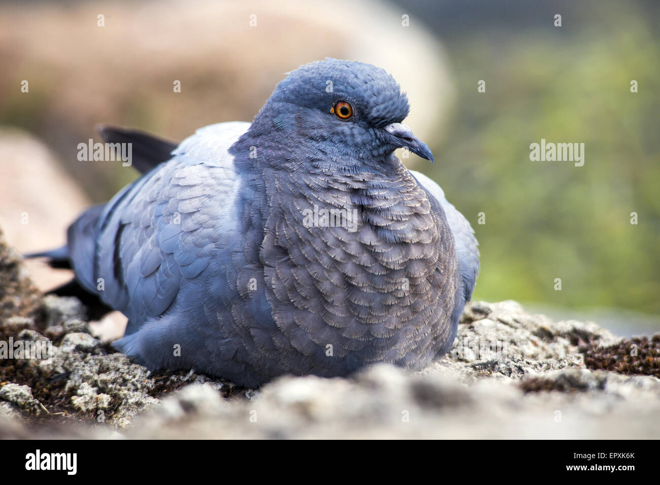 Portrait of a Dove Stock Photo - Alamy