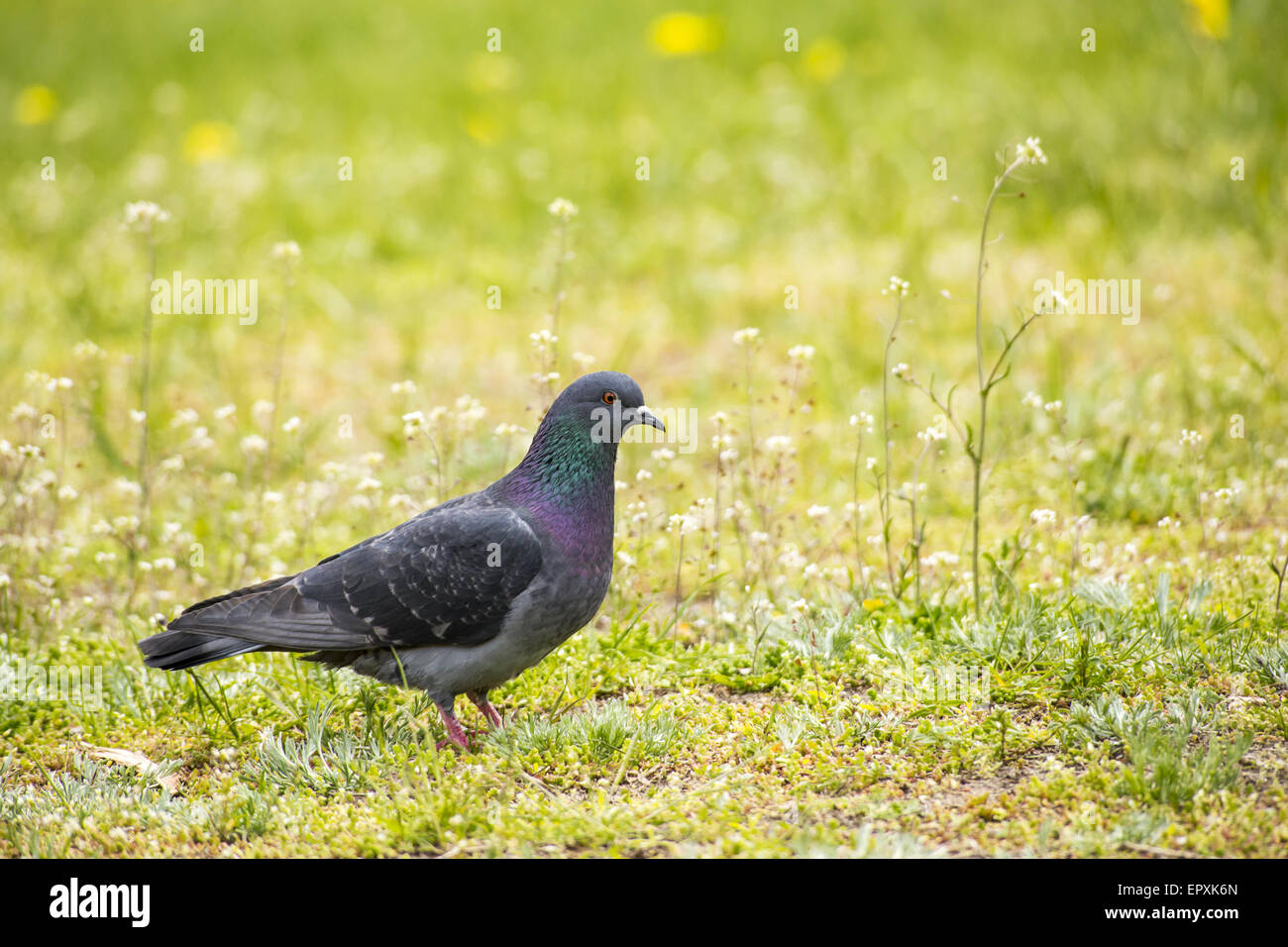 Portrait of a Dove Stock Photo - Alamy