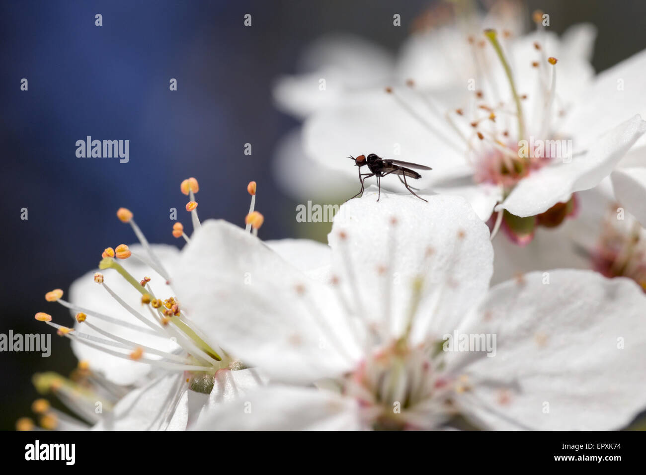 The Spring flowers Stock Photo - Alamy