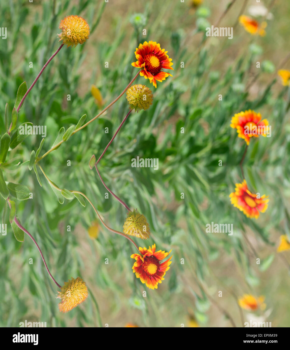 Flower waves as a summer motley background Stock Photo - Alamy
