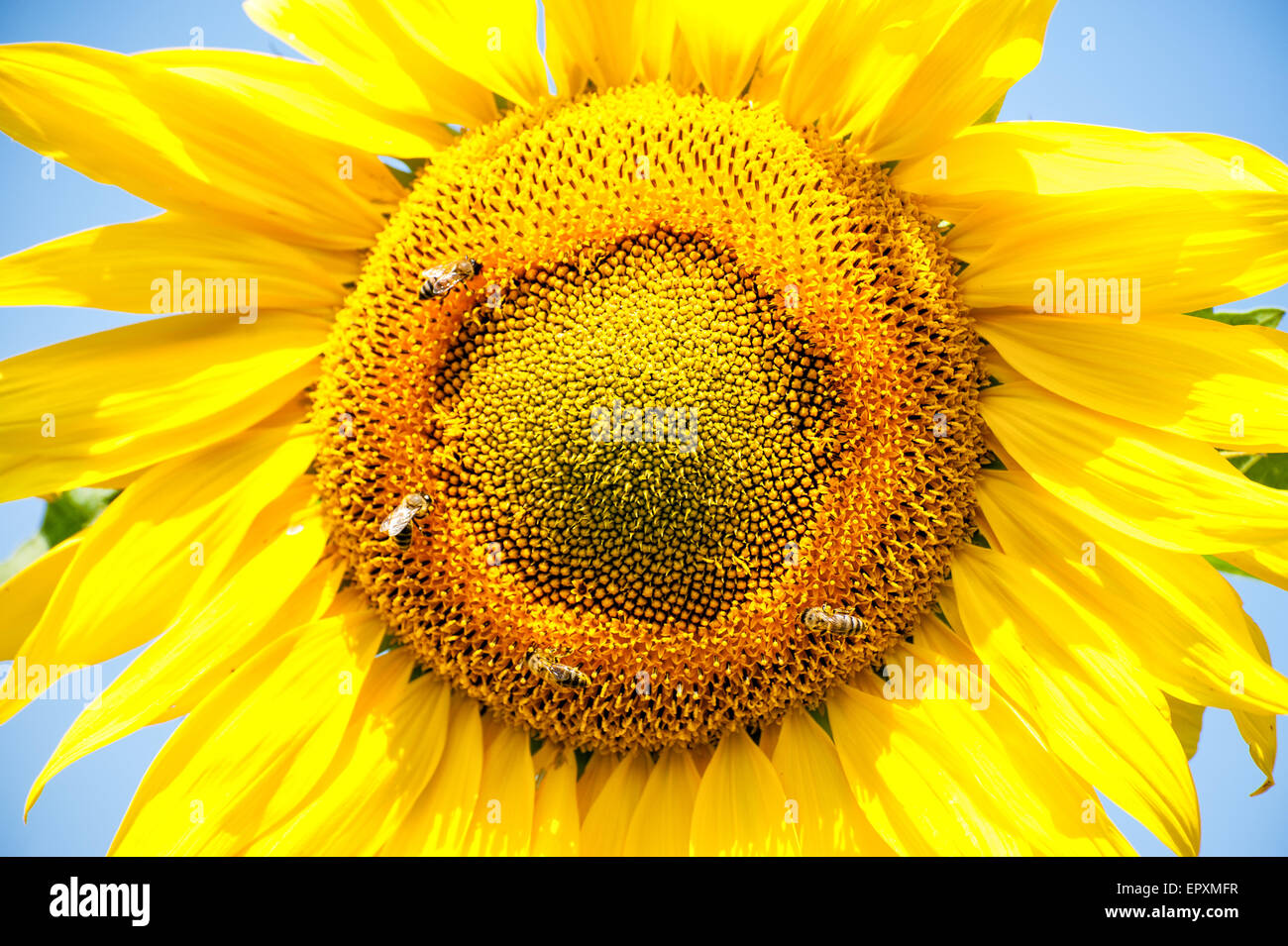 big sunflower in field, spring landscape Stock Photo - Alamy