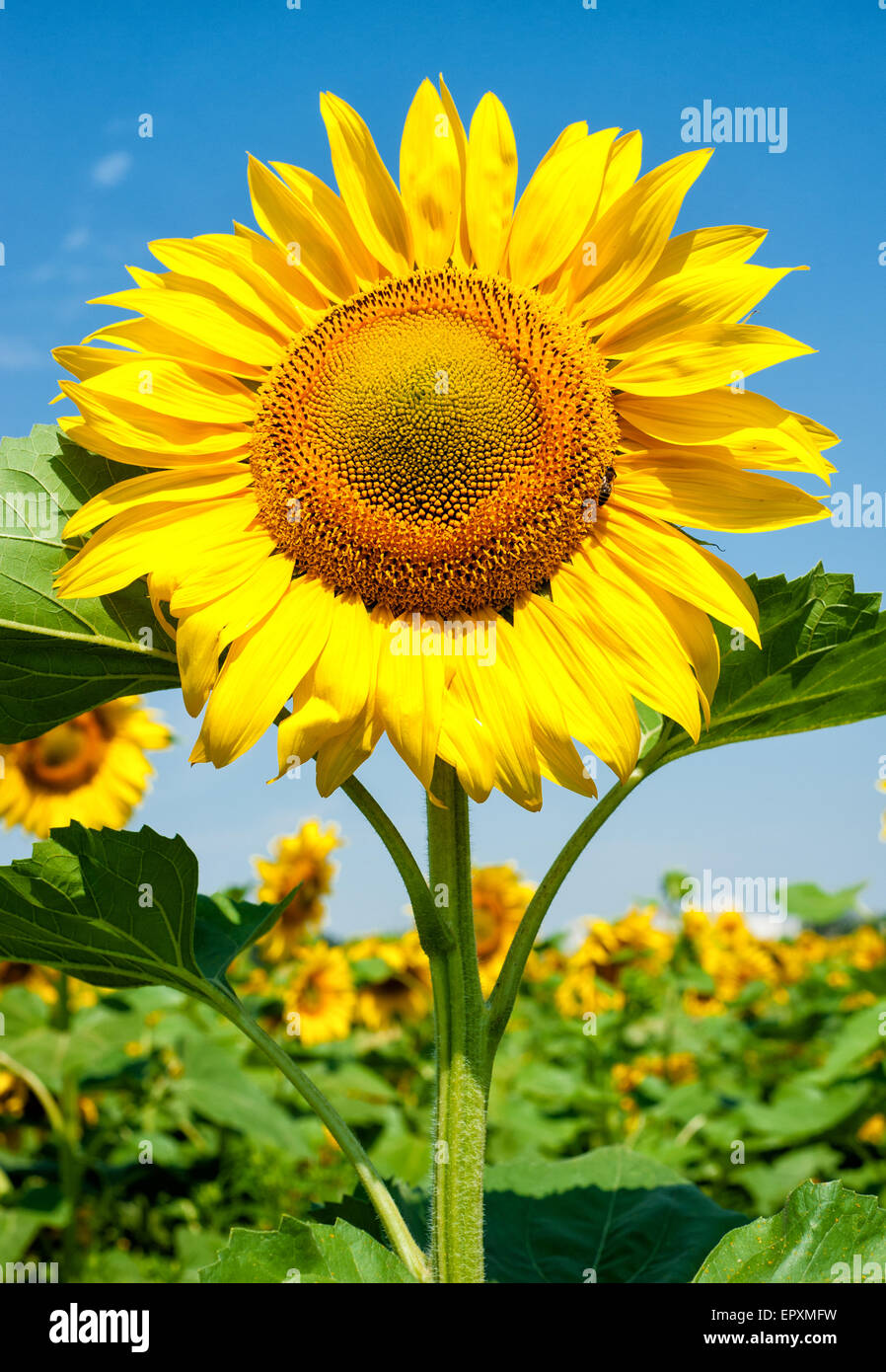 big sunflower in field, spring landscape Stock Photo - Alamy