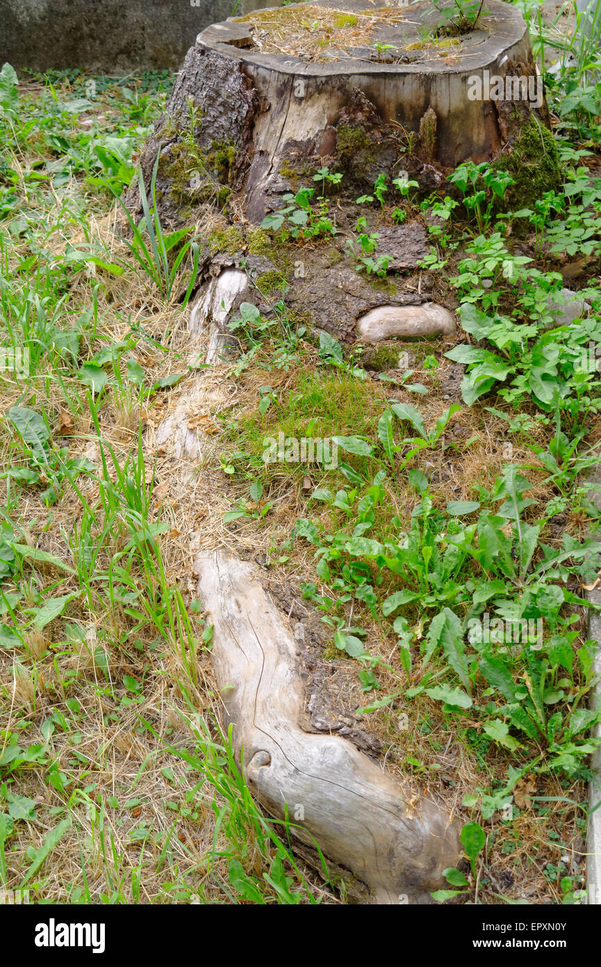 root of the cut tree Stock Photo - Alamy