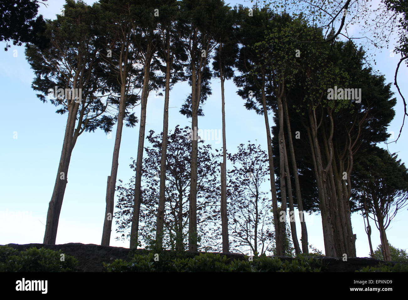 trees silhouetted against sky in penzance cemetery Stock Photo - Alamy