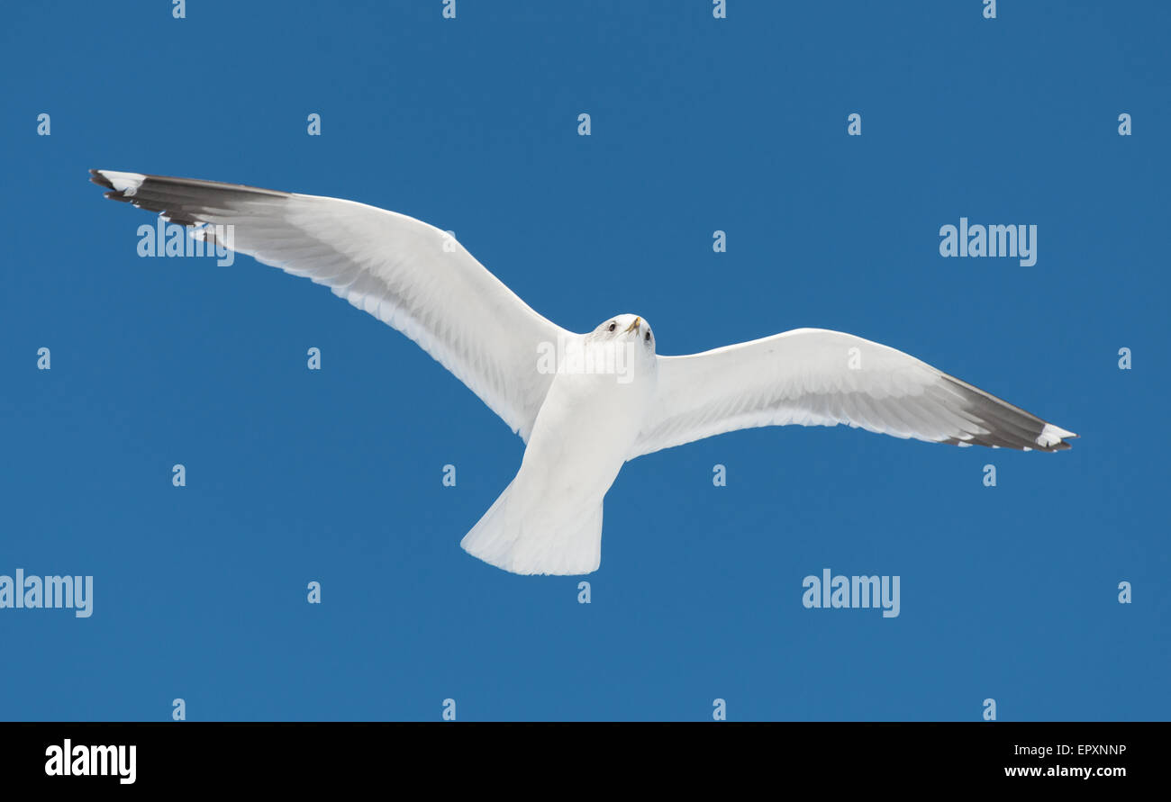 Big white bird hi-res stock photography and images - Alamy