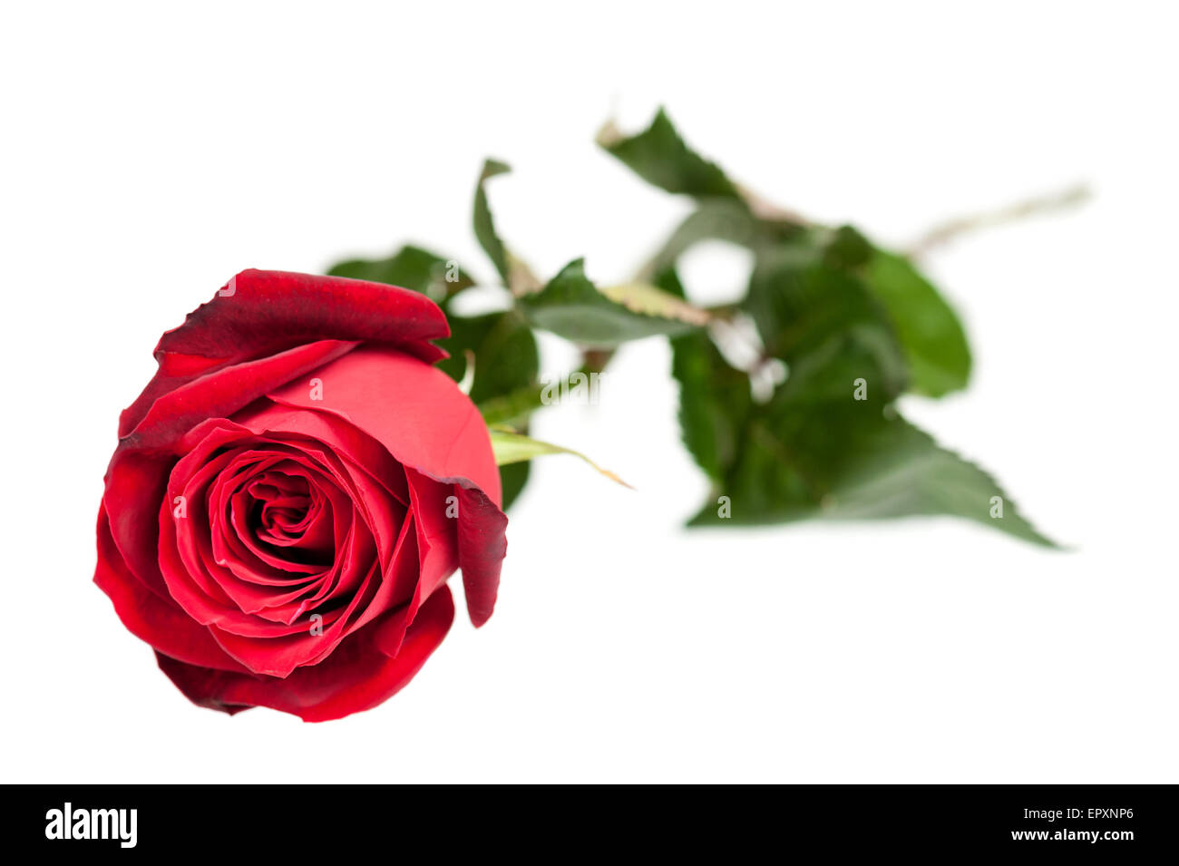 Big red rose Cut Out Stock Images & Pictures - Alamy