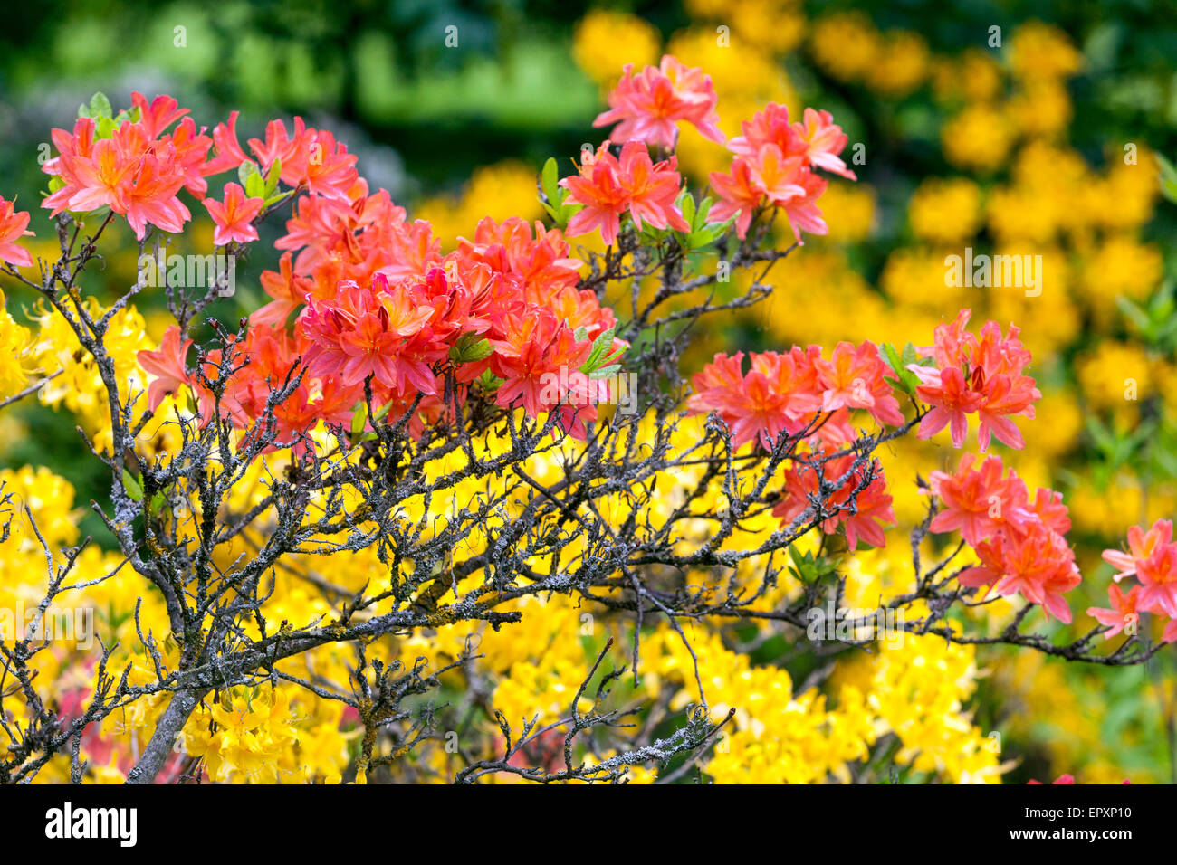 Rhododendron luteum yellow and orange Rhododendron mollis Stock Photo ...