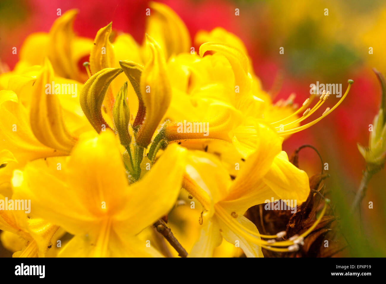 Yellow flowering rhododendron hi-res stock photography and images - Alamy