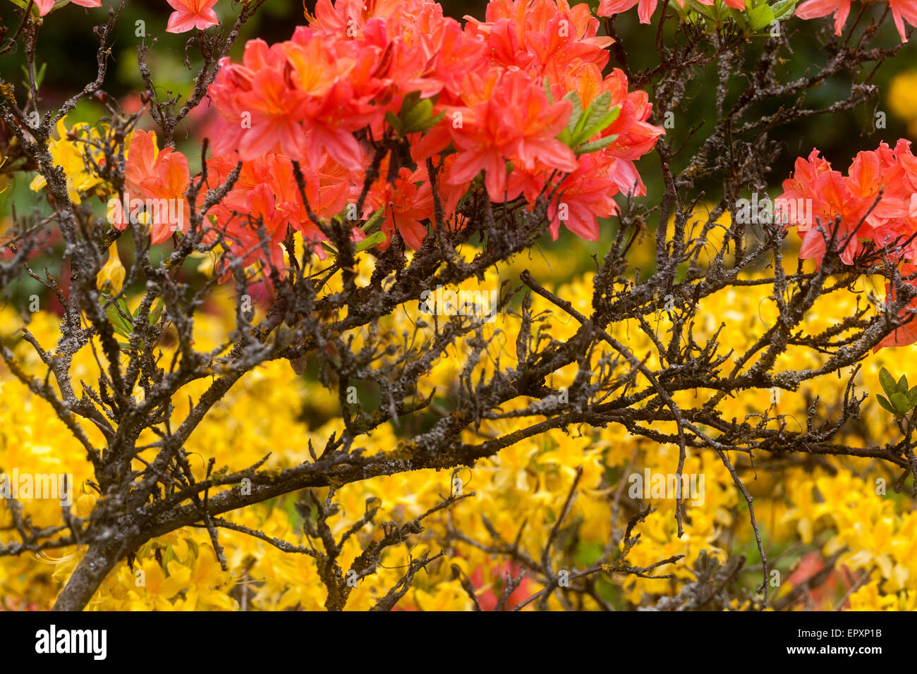 Rhododendron luteum yellow and orange Azaleum mollis Stock Photo - Alamy