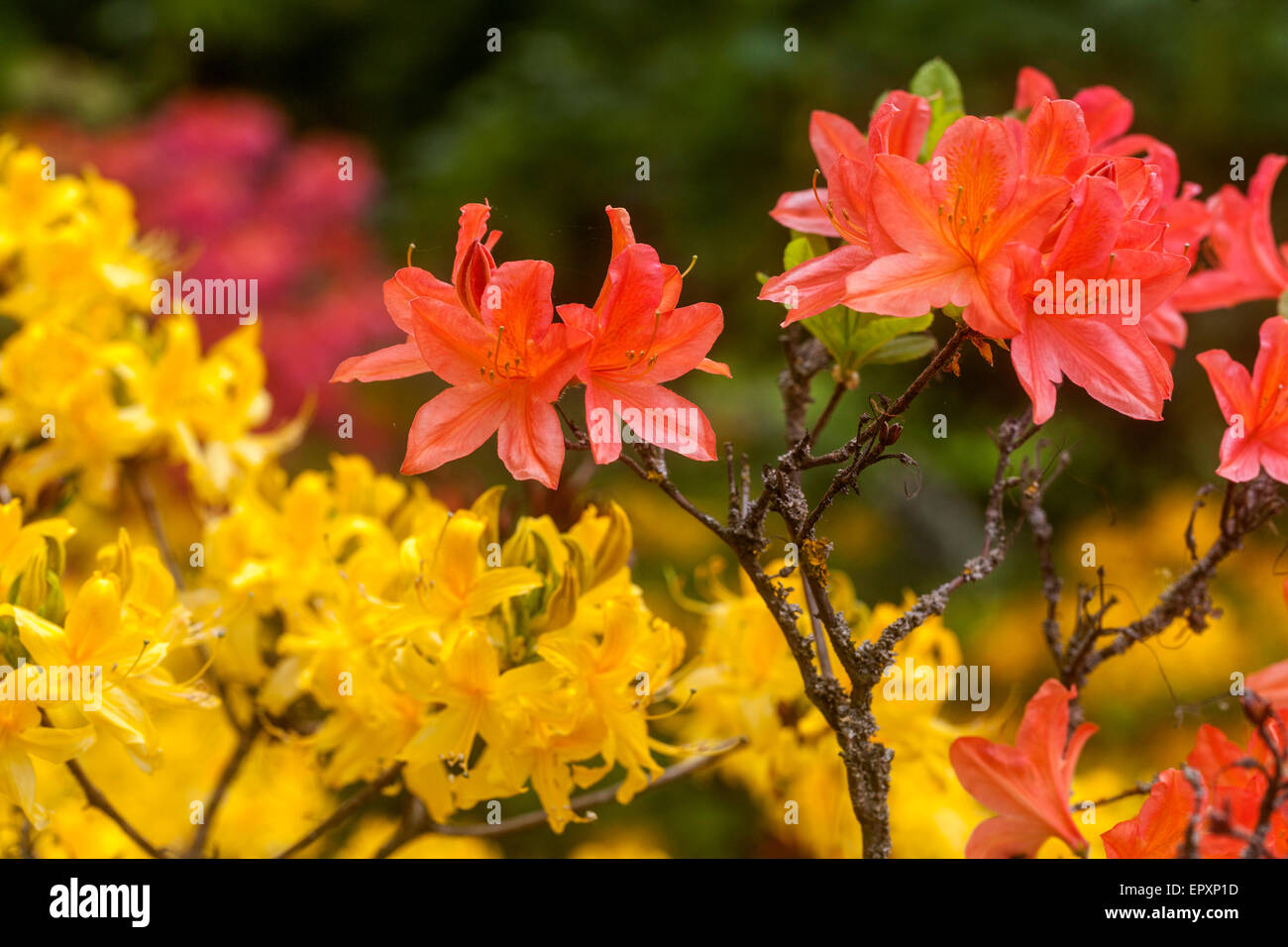 Rhododendron luteum yellow and orange Rhododendron mollis Stock Photo ...