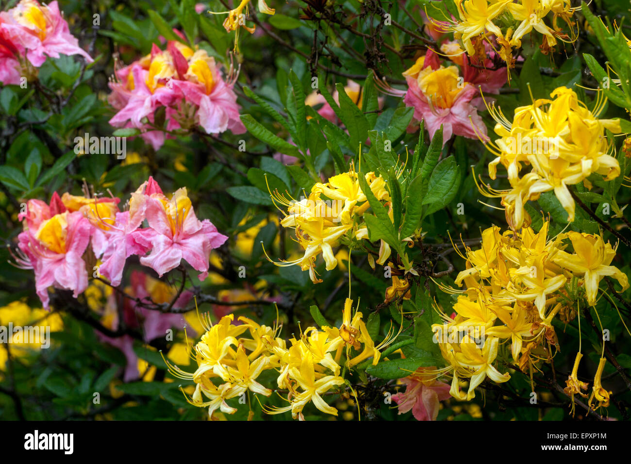 Rhododendron luteum - yellow Stock Photo - Alamy