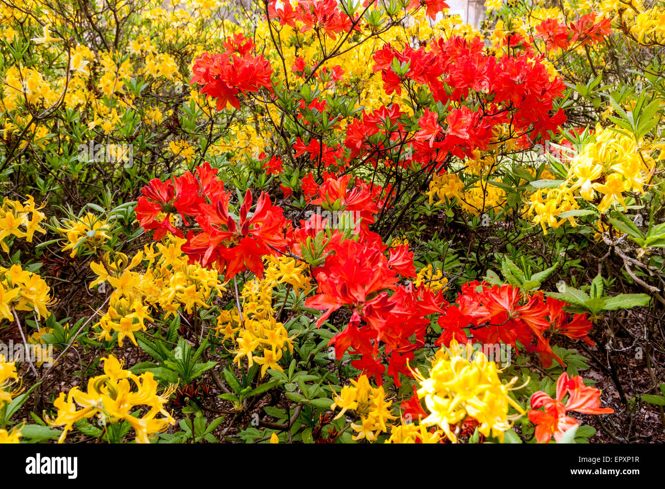 Rhododendron luteum yellow and orange Rhododendron mollis Stock Photo ...