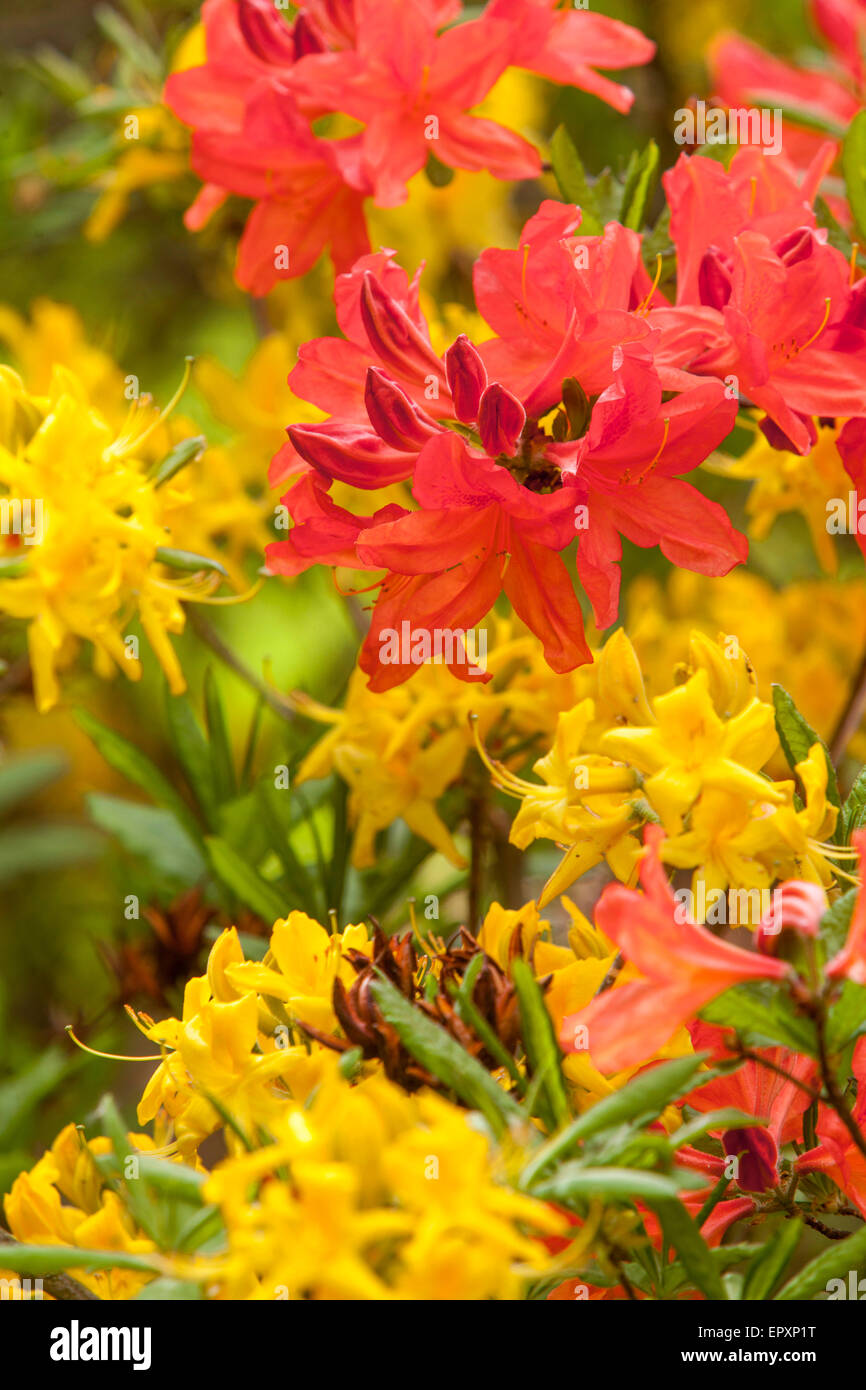 Rhododendron luteum yellow and orange Rhododendron mollis Stock Photo ...