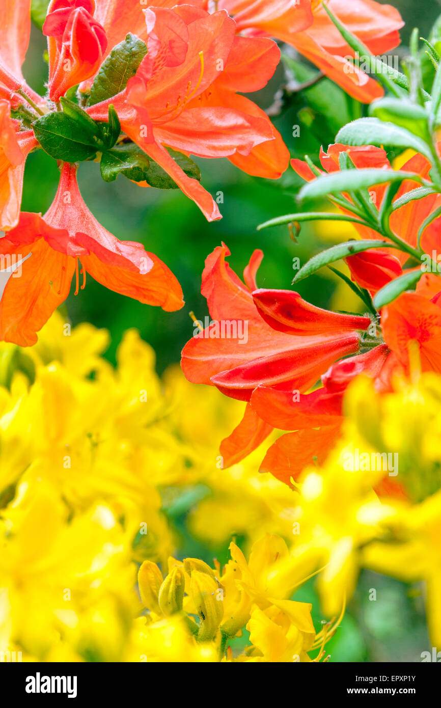 Rhododendron luteum yellow and orange Rhododendron mollis Stock Photo ...