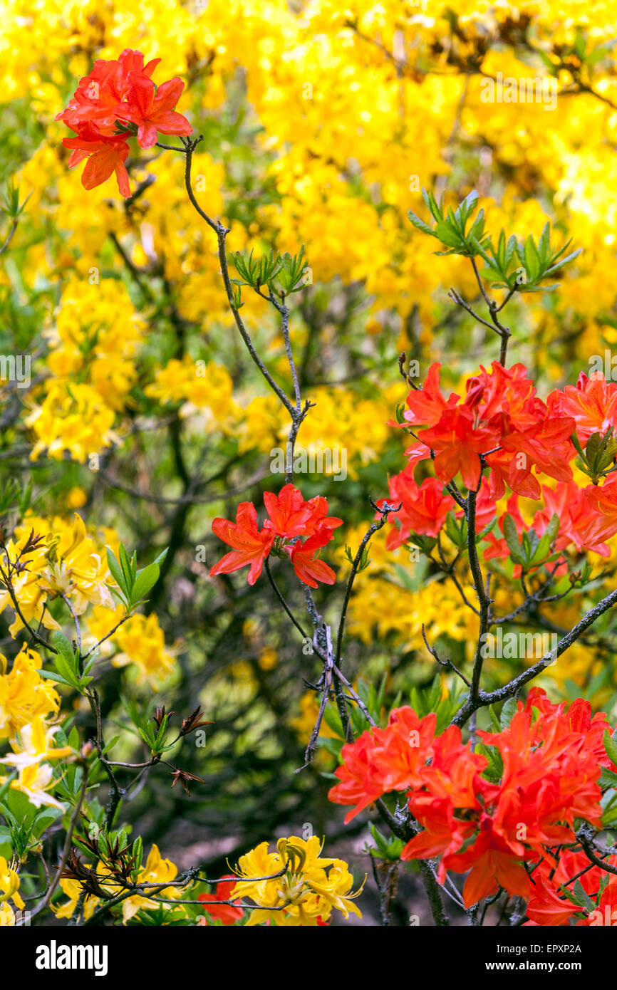 Yellow Rhododendron luteum and orange Rhododendron mollis Stock Photo ...