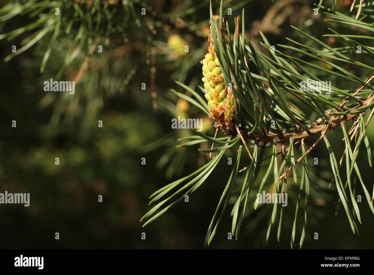 Swollen Buds Stock Photos & Swollen Buds Stock Images - Alamy