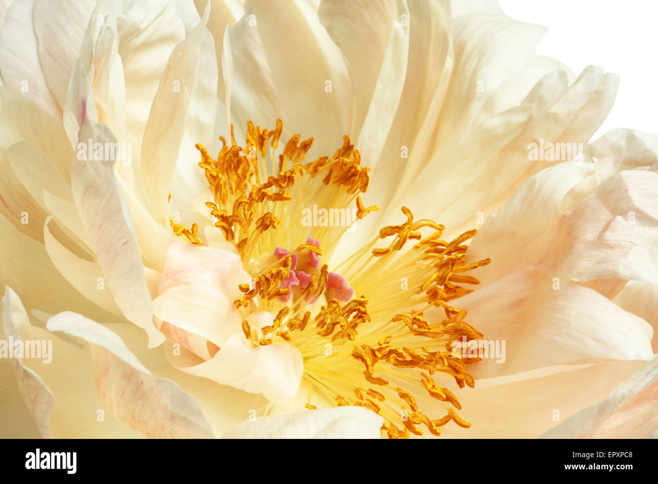 Beige peony on white background Stock Photo - Alamy