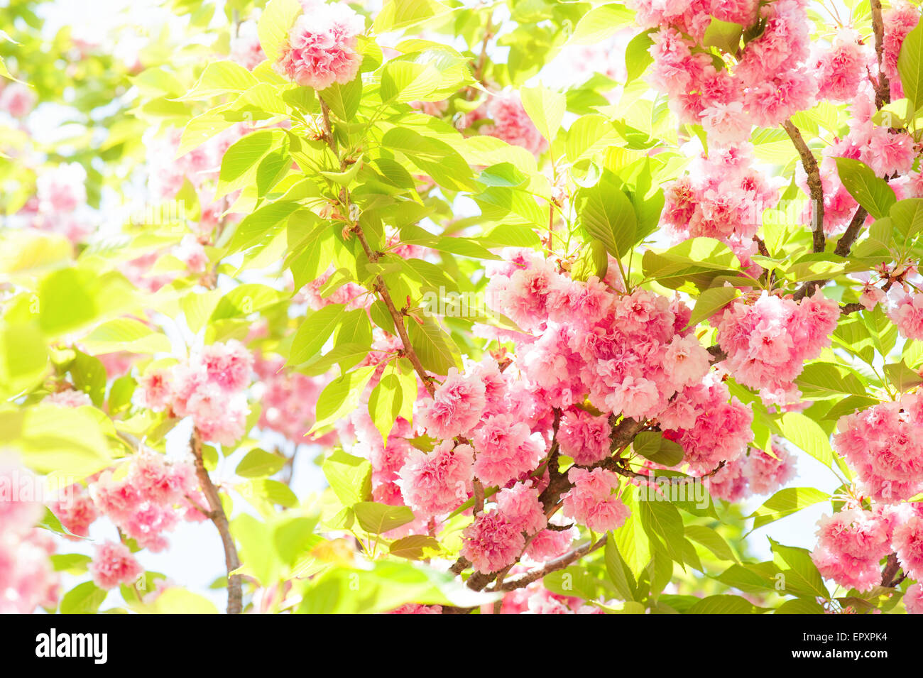 pink flowers on tree. spring season Stock Photo - Alamy