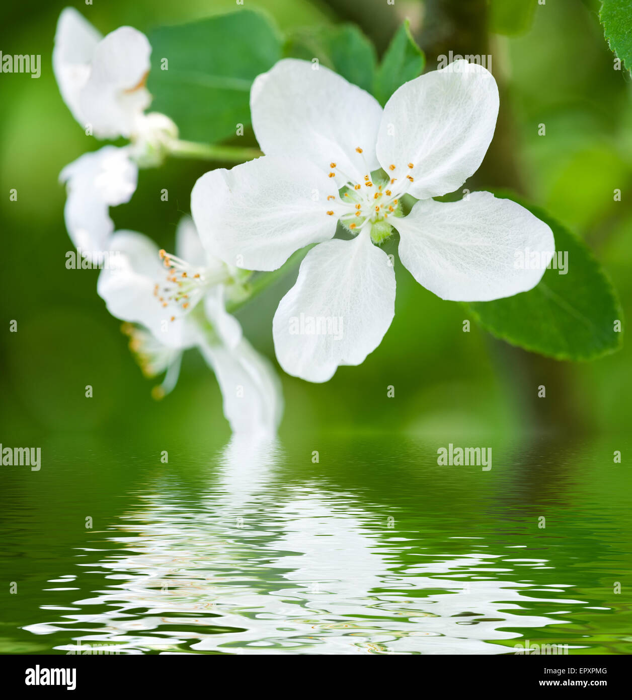 white flower reflected in water Stock Photo - Alamy