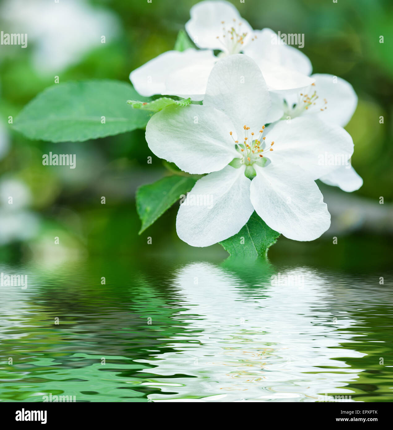 white flower reflected in water Stock Photo - Alamy