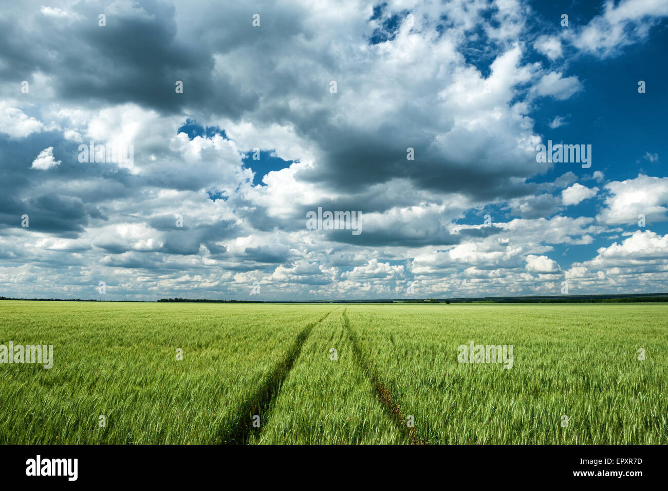green wheat field and blue sky spring landscape Stock Photo - Alamy