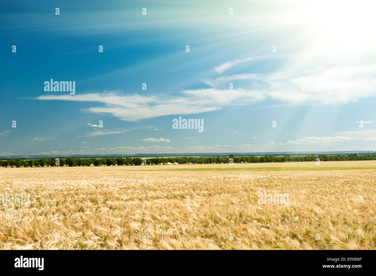 wheat field and blue sky summer landscape Stock Photo - Alamy