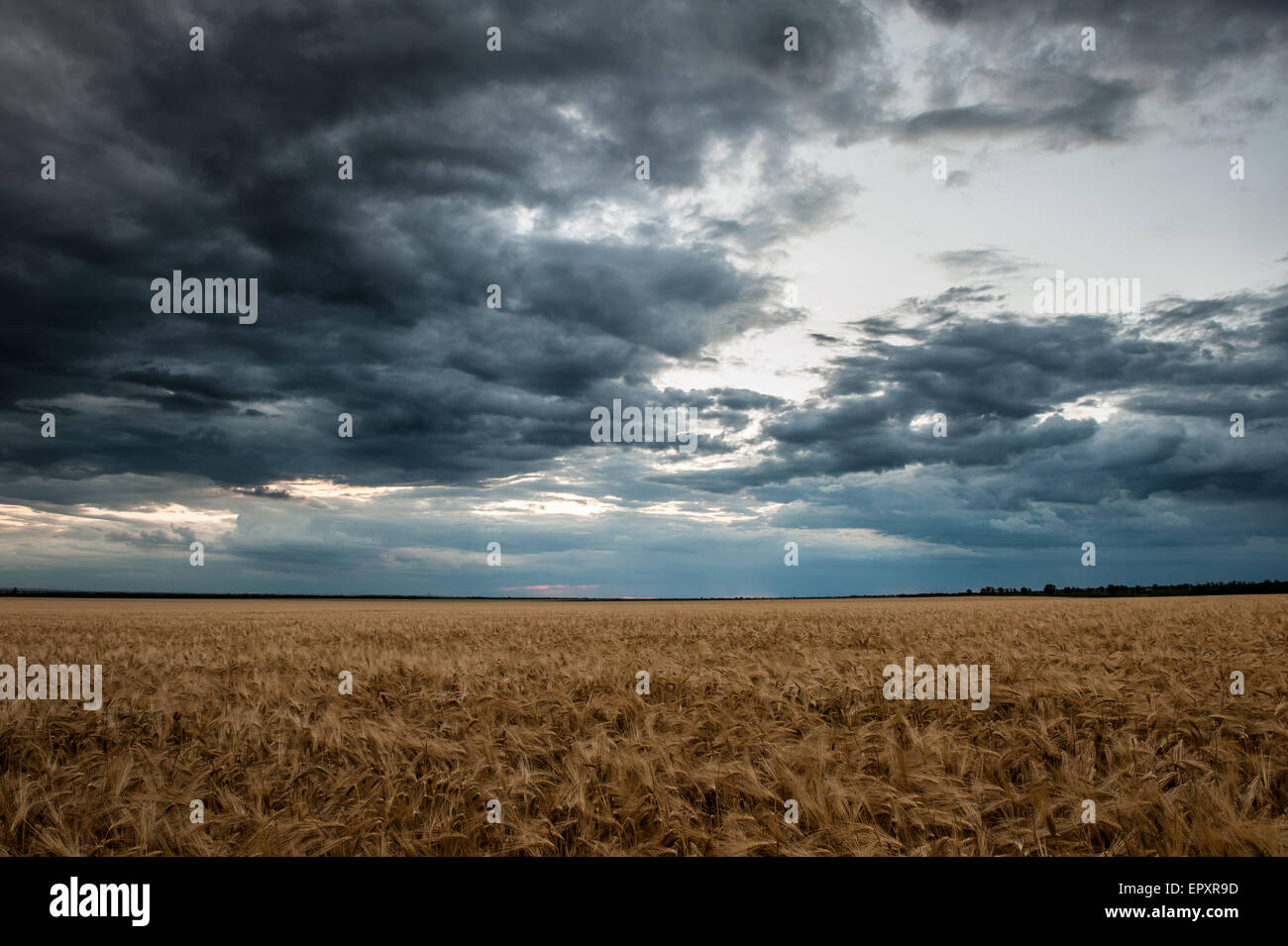 dark wheat field. Summer landscape Stock Photo - Alamy