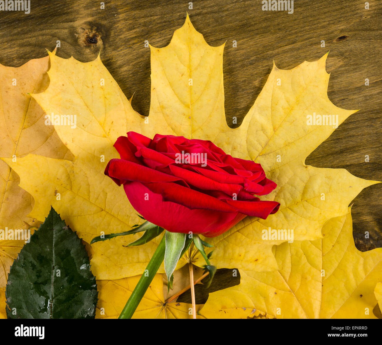 red rose on autumn leaves background Stock Photo - Alamy