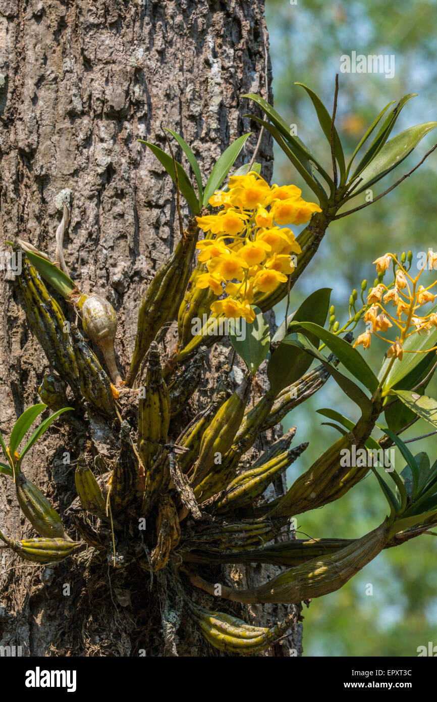 Yellow Orchid Flower Tree