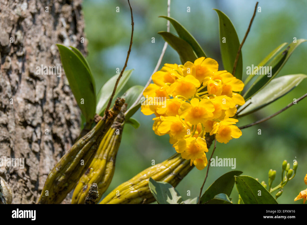 Yellow Orchid growing on a tree, Chiang Rai, Thailand Stock Photo - Alamy