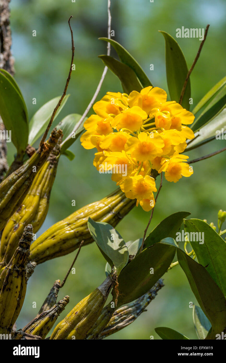 Yellow Orchid growing on a tree, Chiang Rai, Thailand Stock Photo - Alamy
