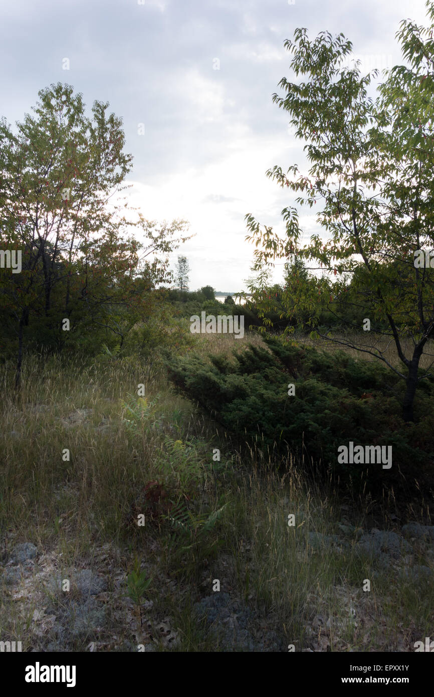 Urban forest canada hi-res stock photography and images - Alamy