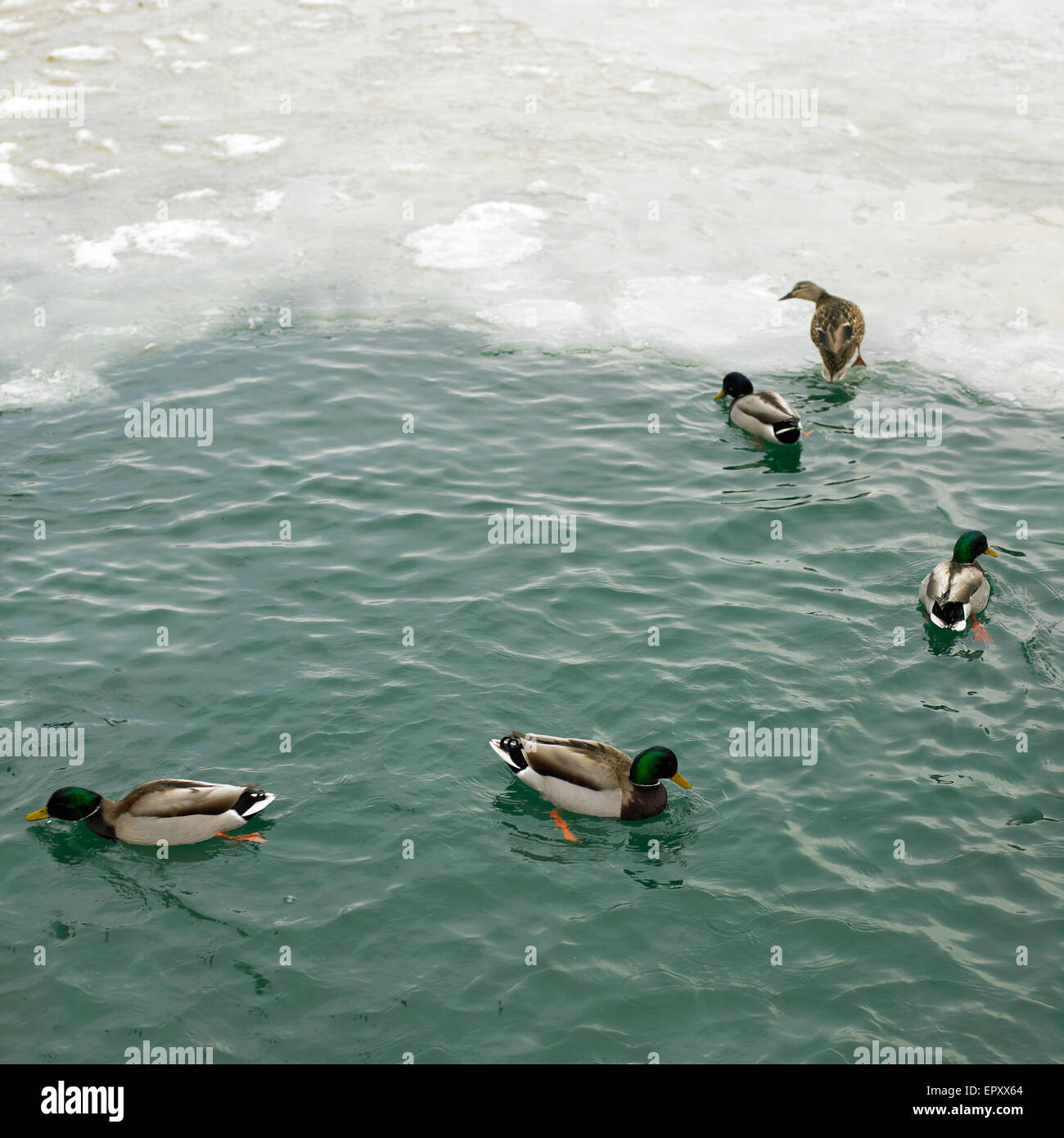 Animalscolor hi-res stock photography and images - Alamy