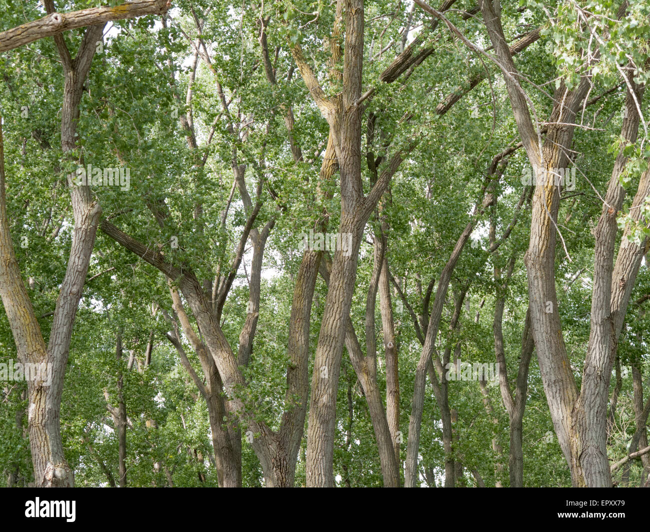 Trees in a forest Stock Photo - Alamy