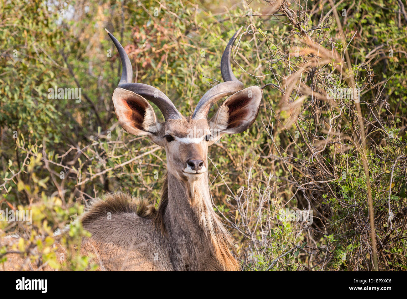 African safari: Alert male greater kudu, Tragelaphus strepsiceros, with ...