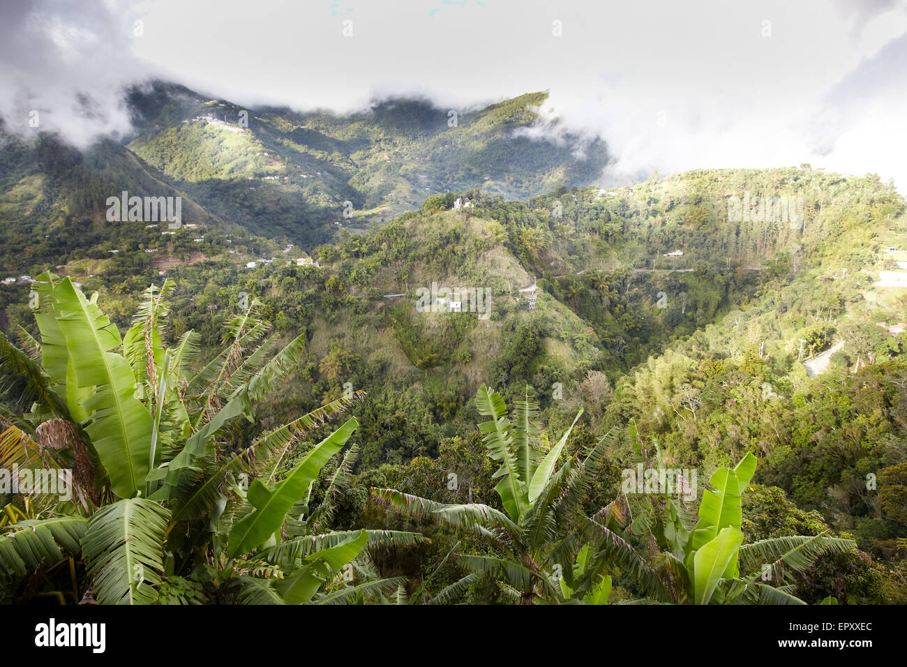 Trees in a forest, Jamaica Stock Photo - Alamy