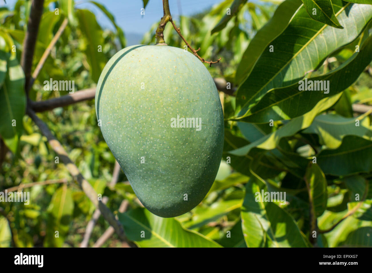 Chiang Rai province, northern Thailand, Asia, Mangoes on the Tree ...