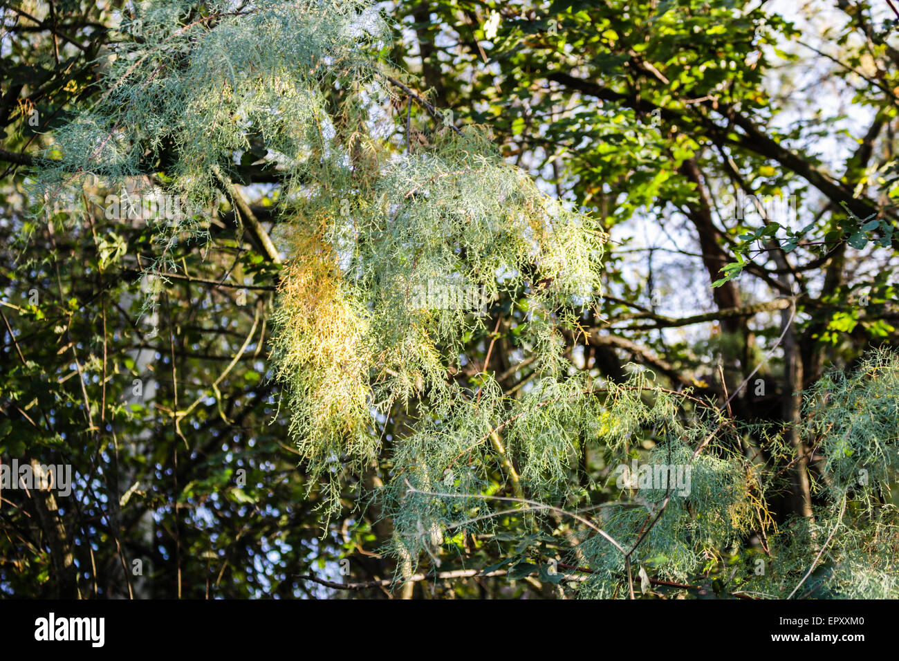 Generic vegetation and trees in cultivated fields under the gray ...