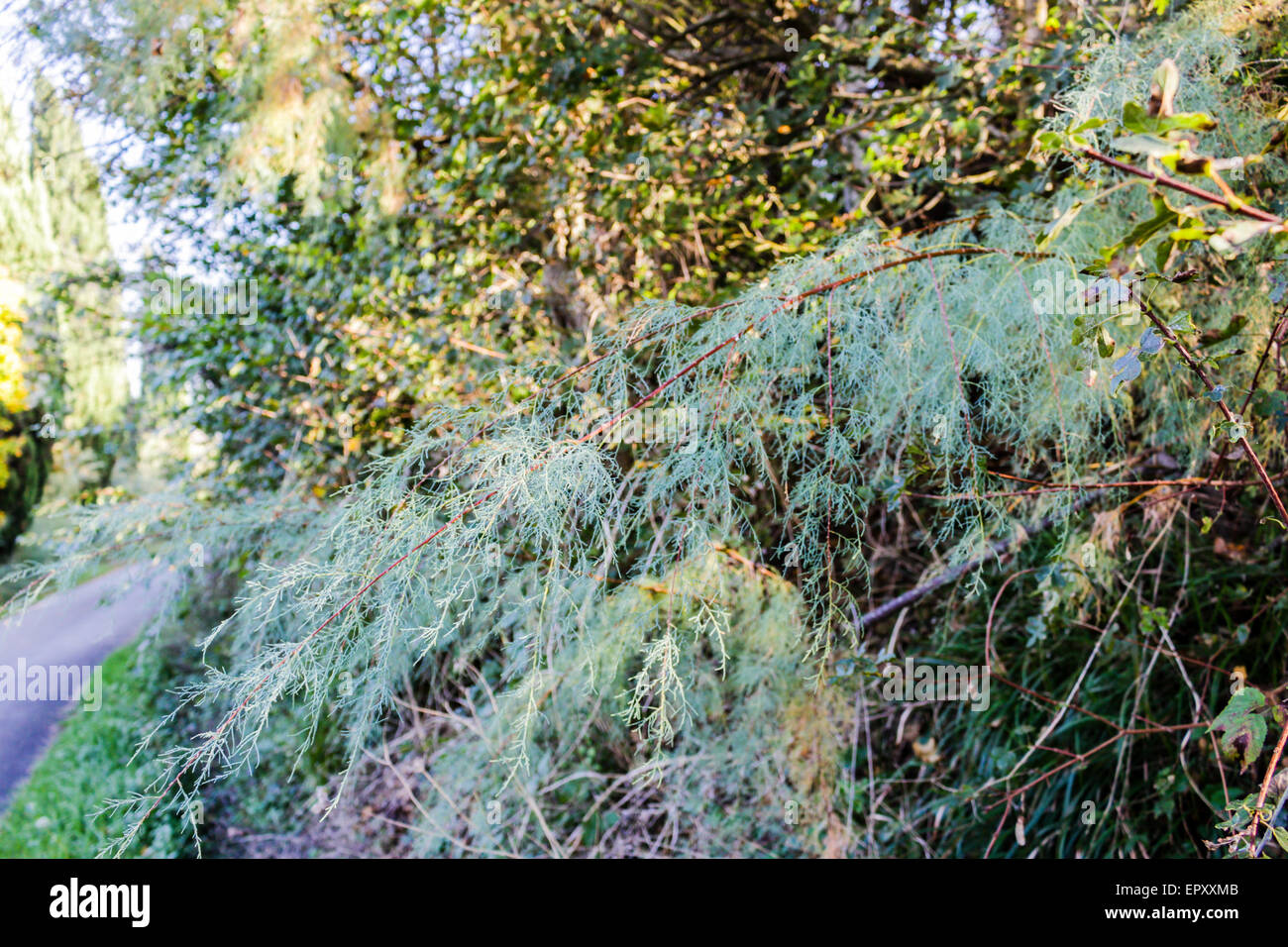 Silvery trees hi-res stock photography and images - Alamy