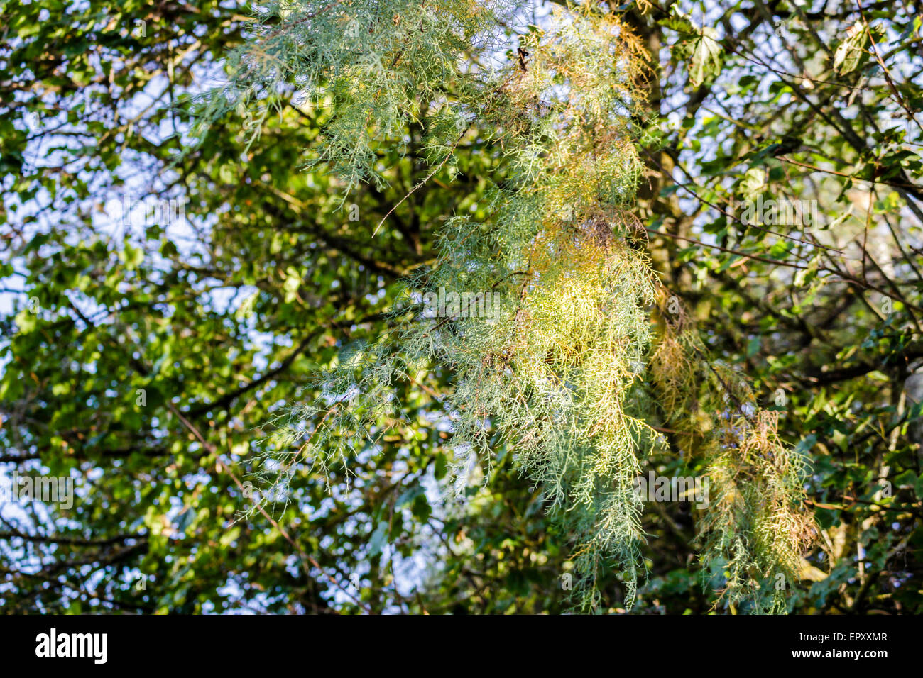 Generic vegetation and trees in cultivated fields under the gray ...