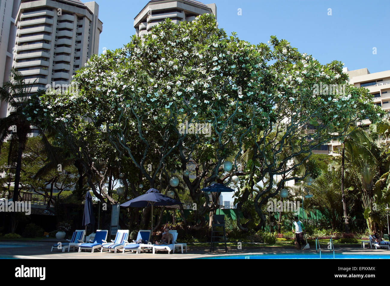 Magnolia tree towers over the pool of the Intercontinental Hotel Manila ...