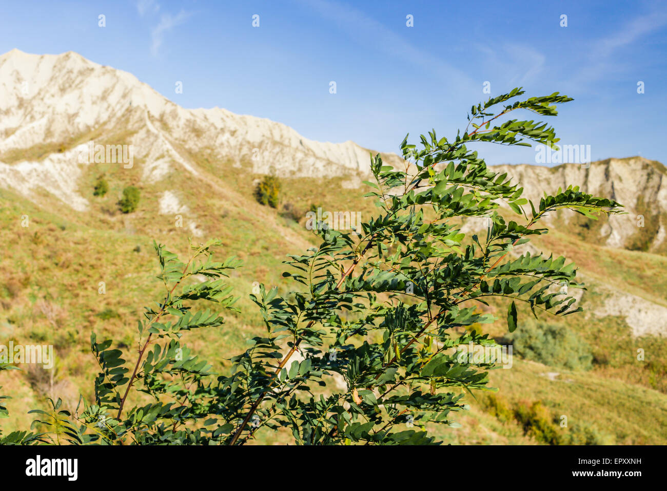 Generic vegetation and trees in cultivated fields under the gray ...