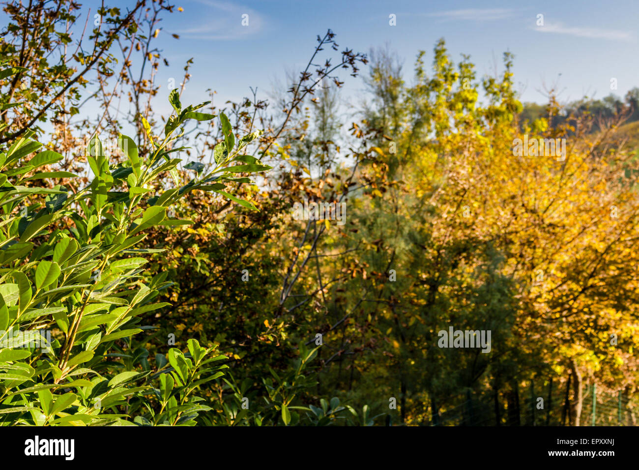 Generic vegetation and trees in cultivated fields under the gray ...