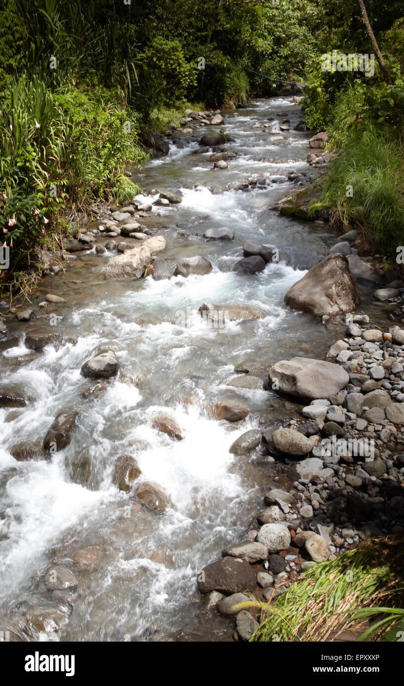 River flowing through a forest, Costa Rica Stock Photo - Alamy