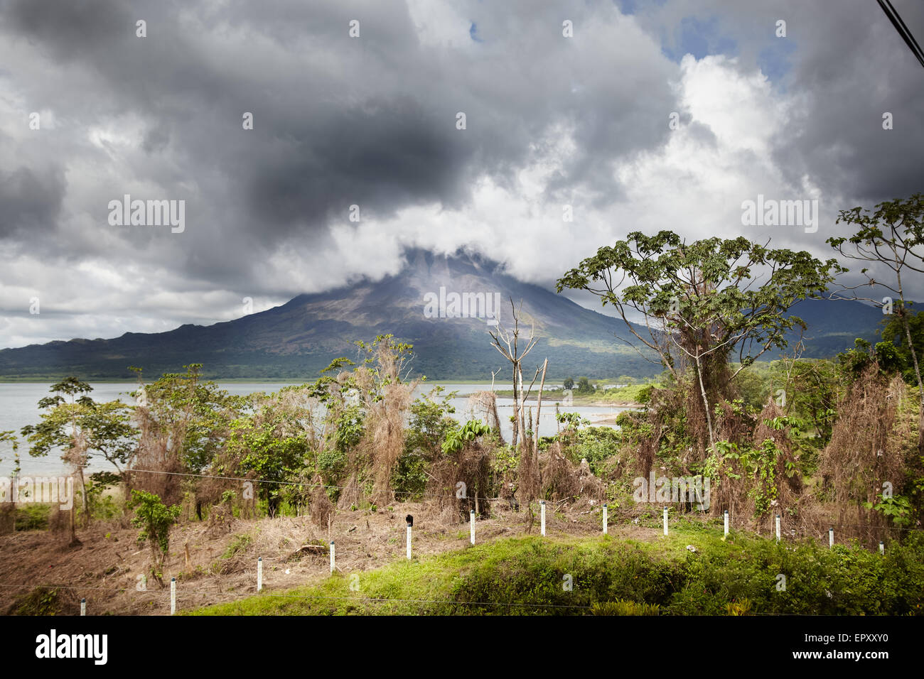 Field with a volcano in the background, Costa Rica Stock Photo - Alamy
