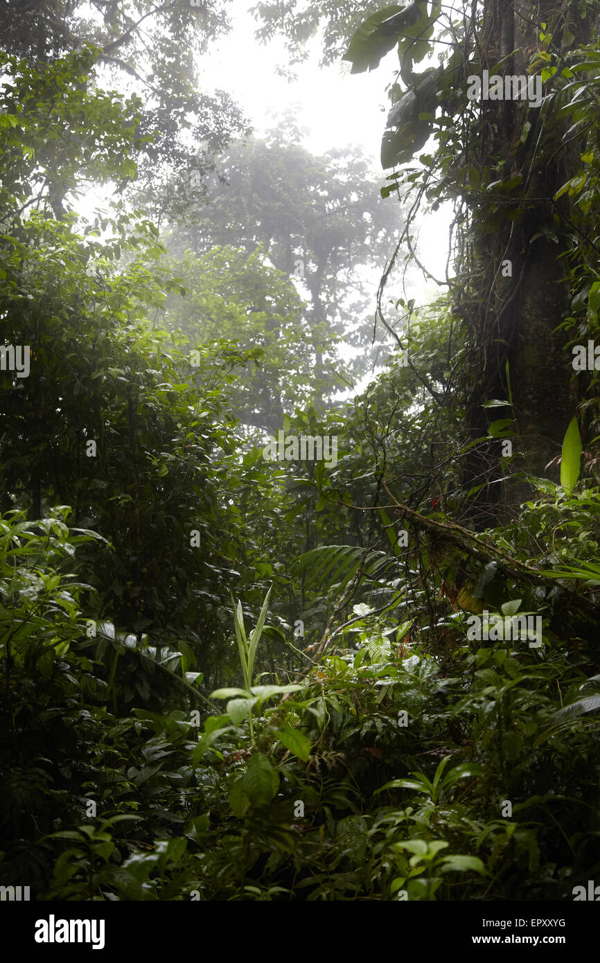 Crowded trees in forest hi-res stock photography and images - Alamy