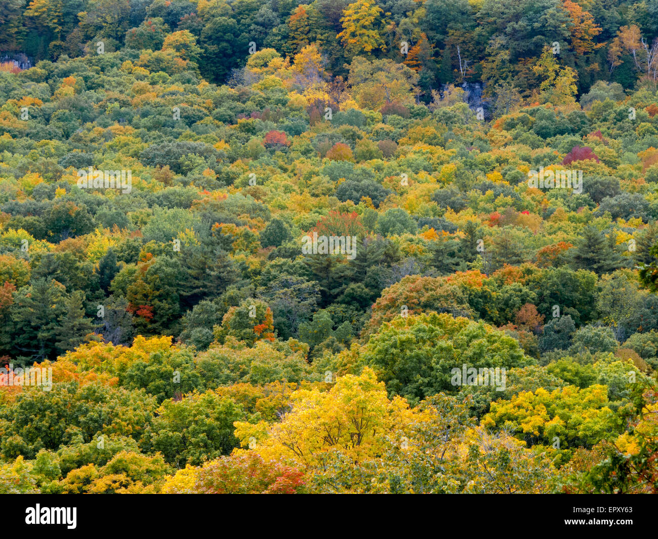 Autumn trees in a forest, Tobermory, Ontario, Canada Stock Photo - Alamy