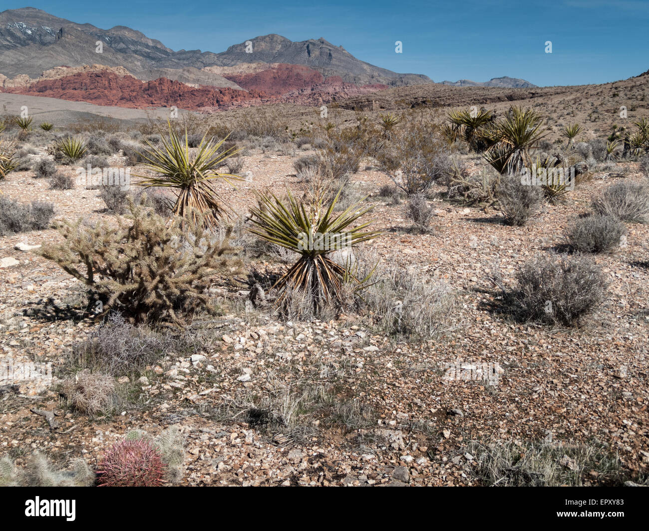 Death cactus hi-res stock photography and images - Alamy